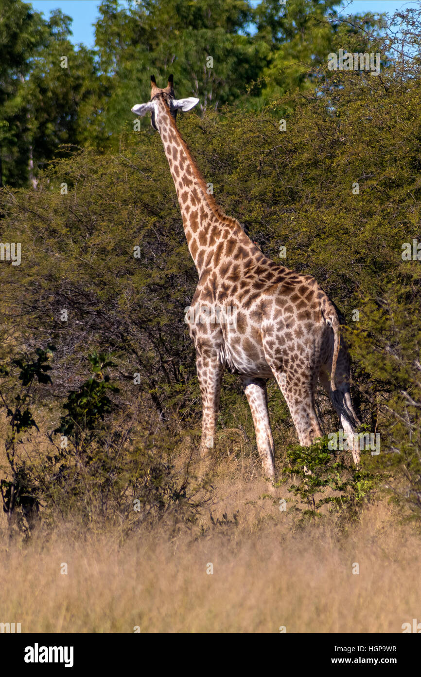 South African Giraffe in Hwange National Park Zimbabwe Stock Photo - Alamy