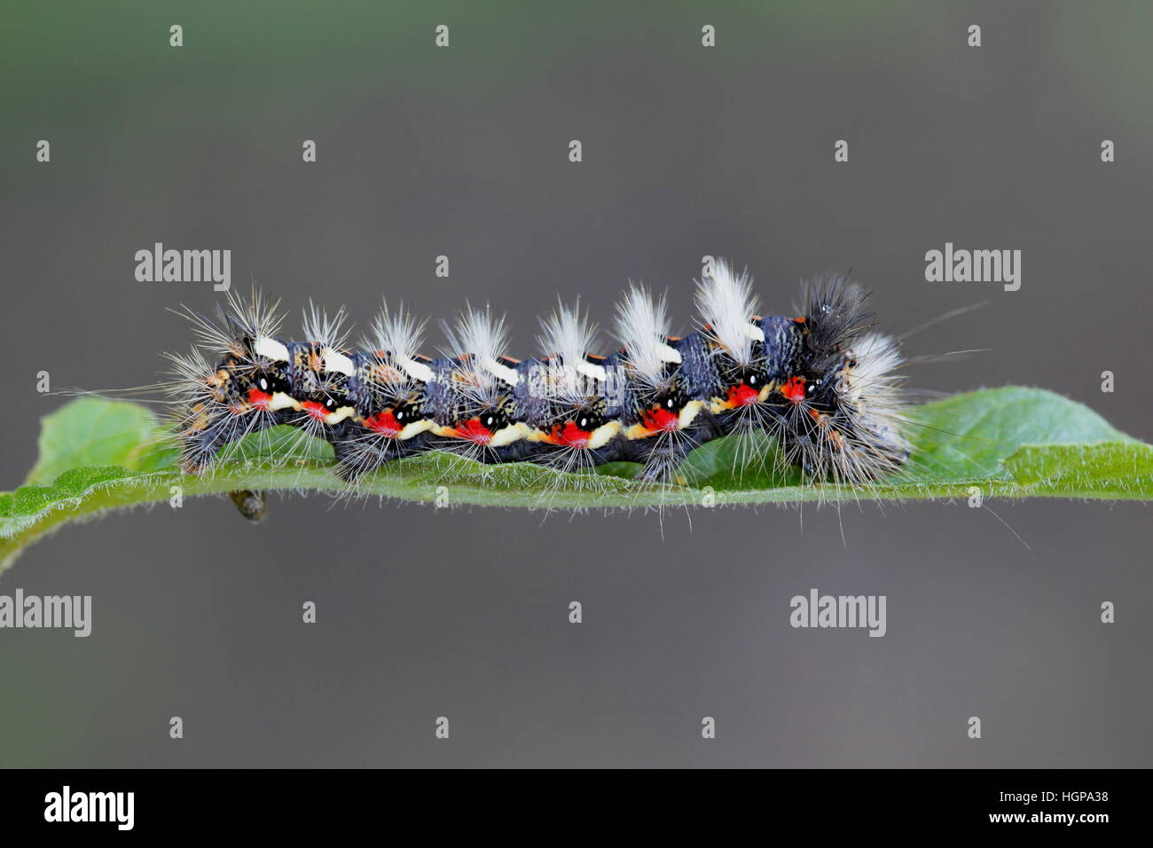 Larvae caterpillar hi-res stock photography and images - Alamy