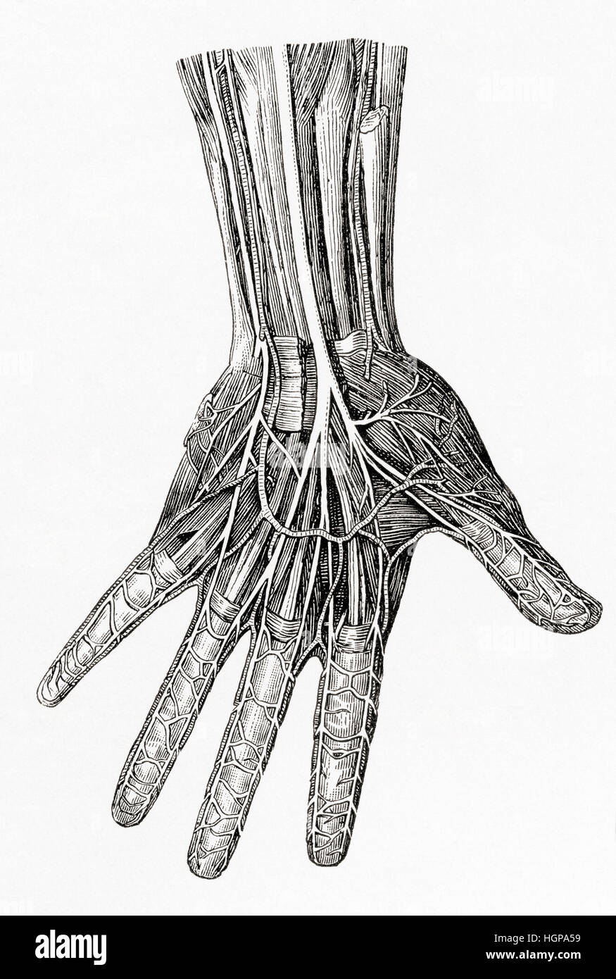 Hand nerve Cut Out Stock Images & Pictures - Alamy