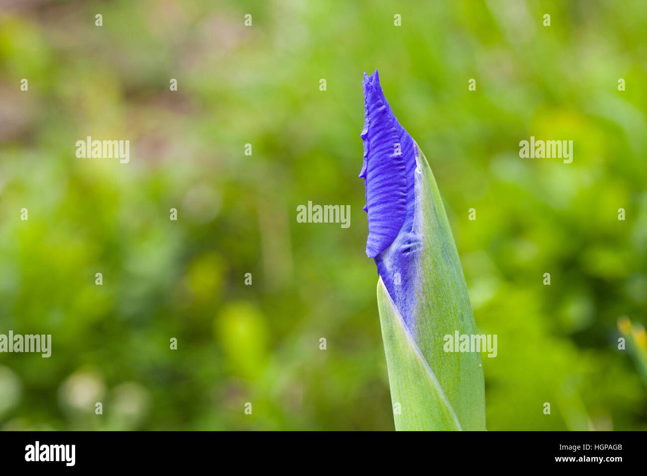 Spanish Iris Iris xiphium in bud on roadside bank near Arrens Marsous ...