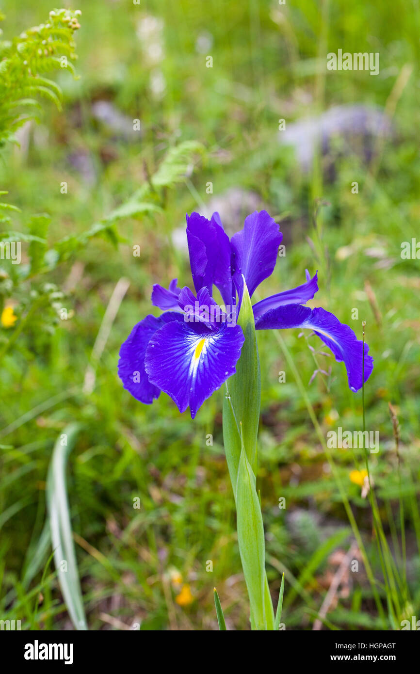 Xiphium hi-res stock photography and images - Alamy
