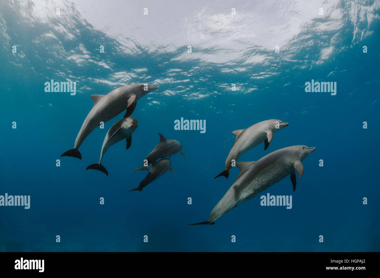 Bottlenose Dolphins Swimming