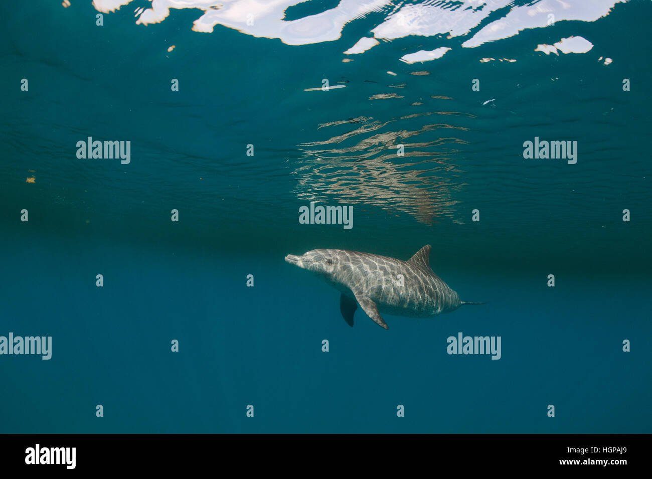Indo-Pacific bottlenose dolphin (Tursiops aduncus) with reflection in ...