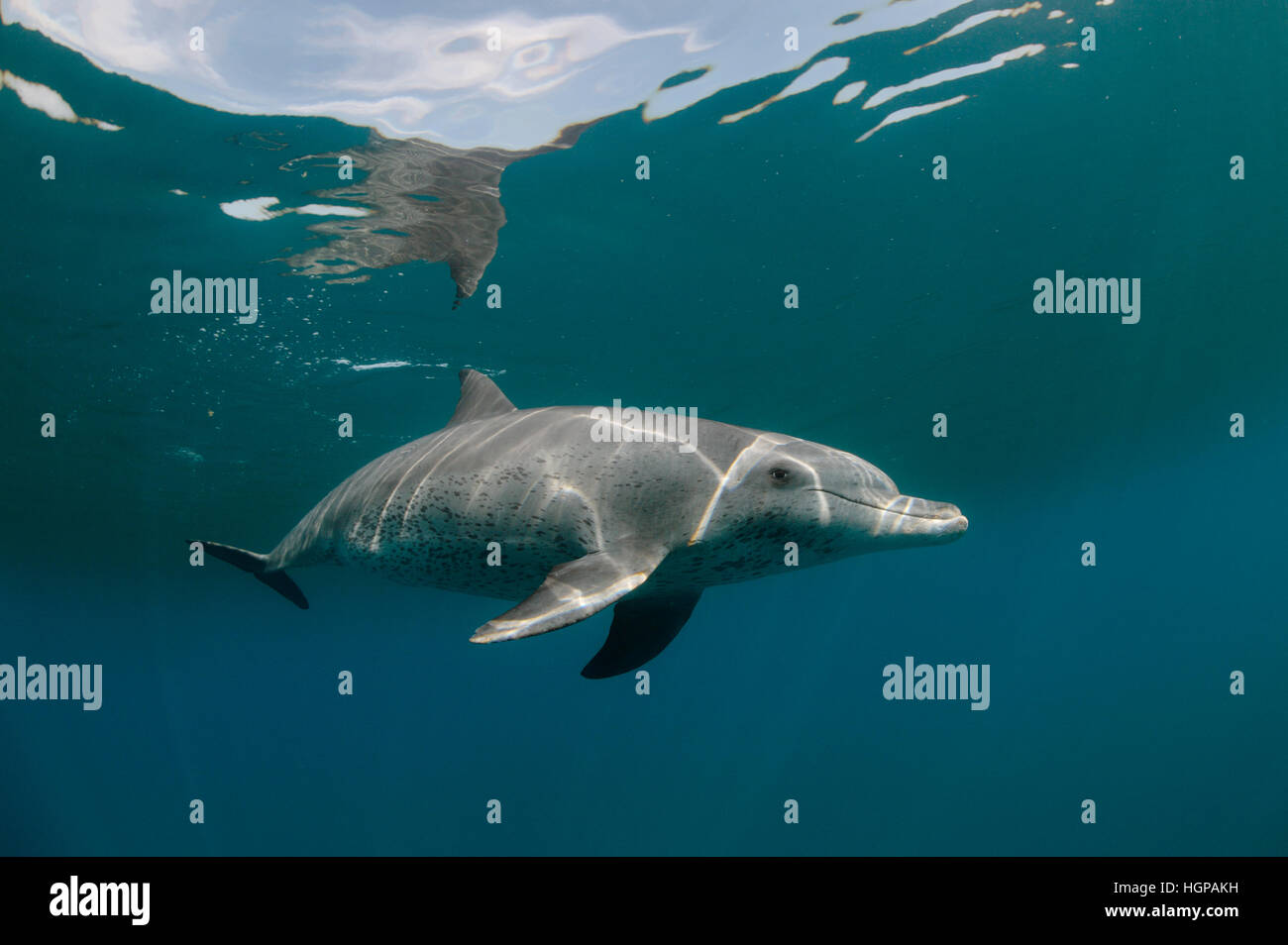 Indo-Pacific bottlenose dolphin (Tursiops aduncus) with reflection in ...