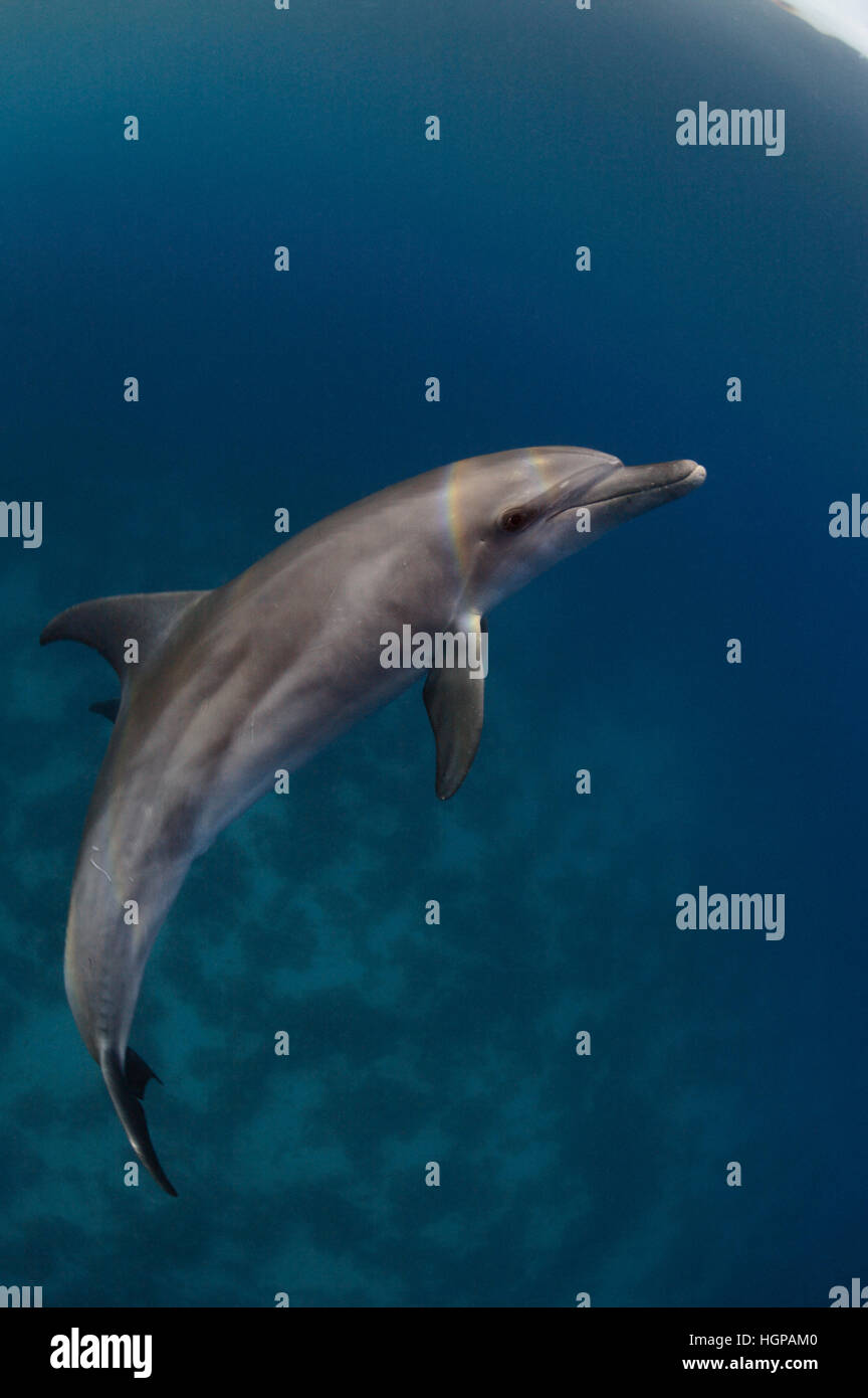 Indo-Pacific bottlenose dolphin (Tursiops aduncus) with rainbow on its ...
