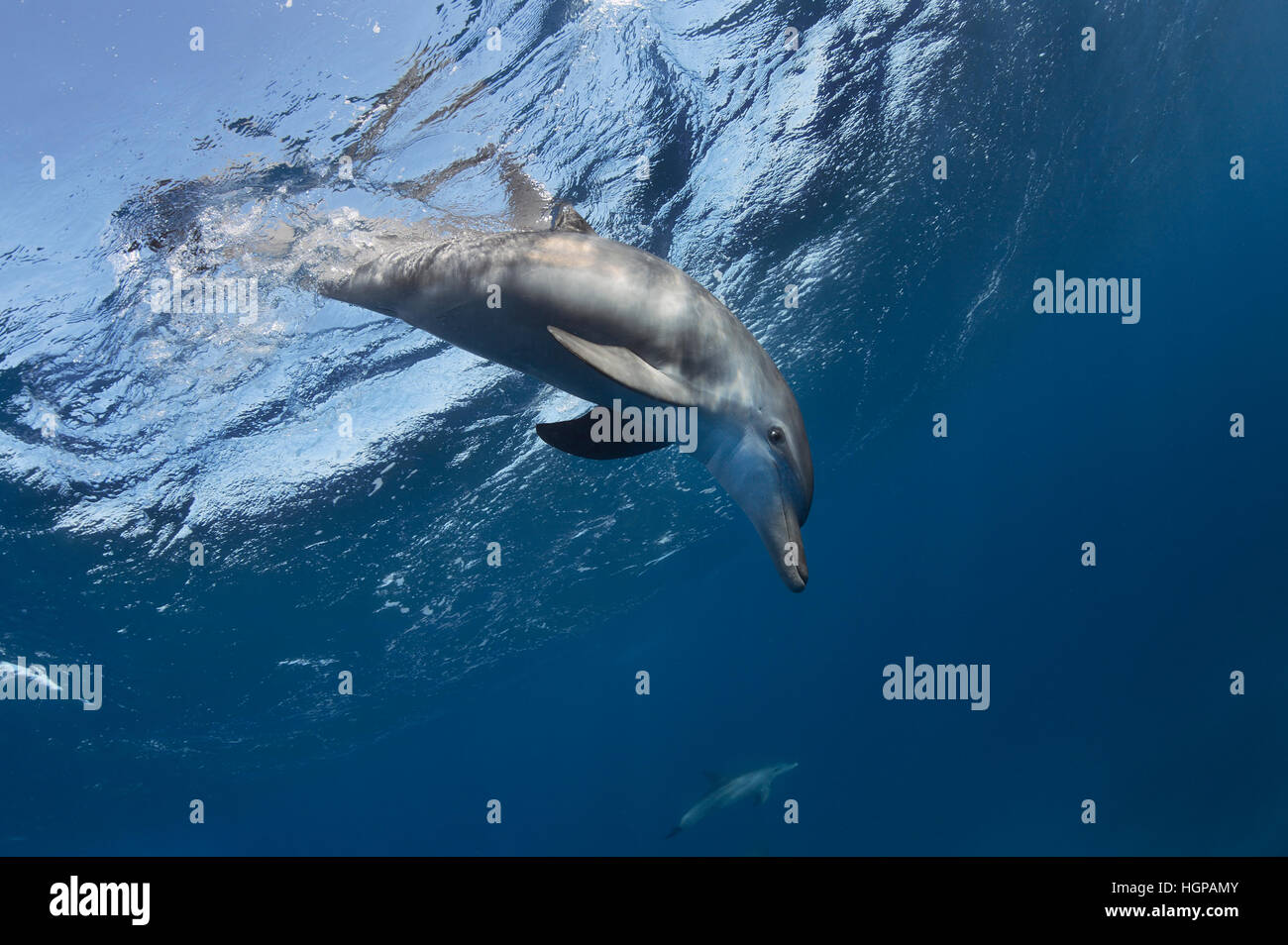 Indo-Pacific bottlenose dolphin (Tursiops aduncus) is diving in the ...