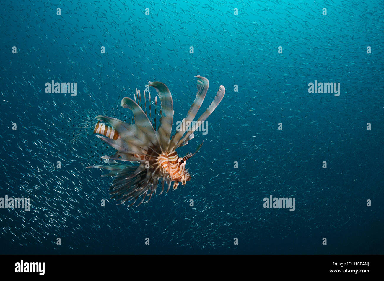 Underwater picture of the Common lionfish hunting in the school of ...