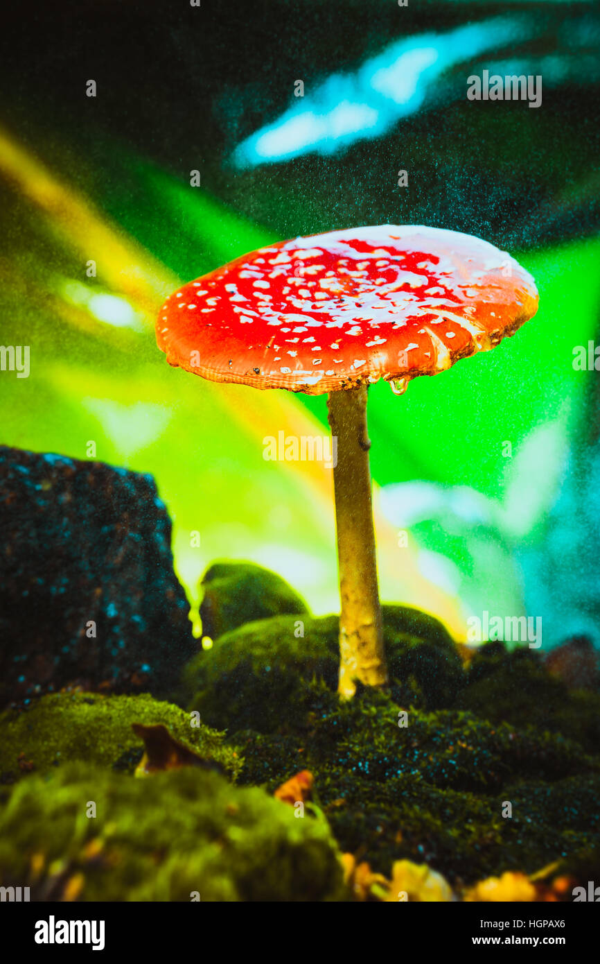 beautiful red with white spots mushroom on moss Stock Photo - Alamy