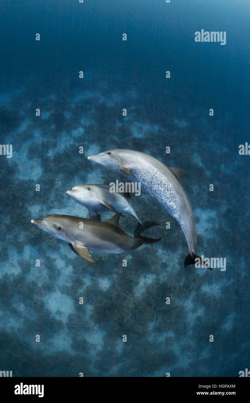 Three wild Indo-Pacific bottlenose dolphins (Tursiops aduncus) are ...