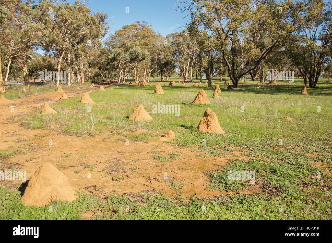 Large grouping of sand termite mounds in treed farmland landscape under ...
