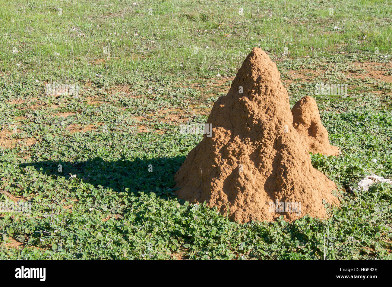 Red sand termite mound with shadow on green grass rural farmland in ...