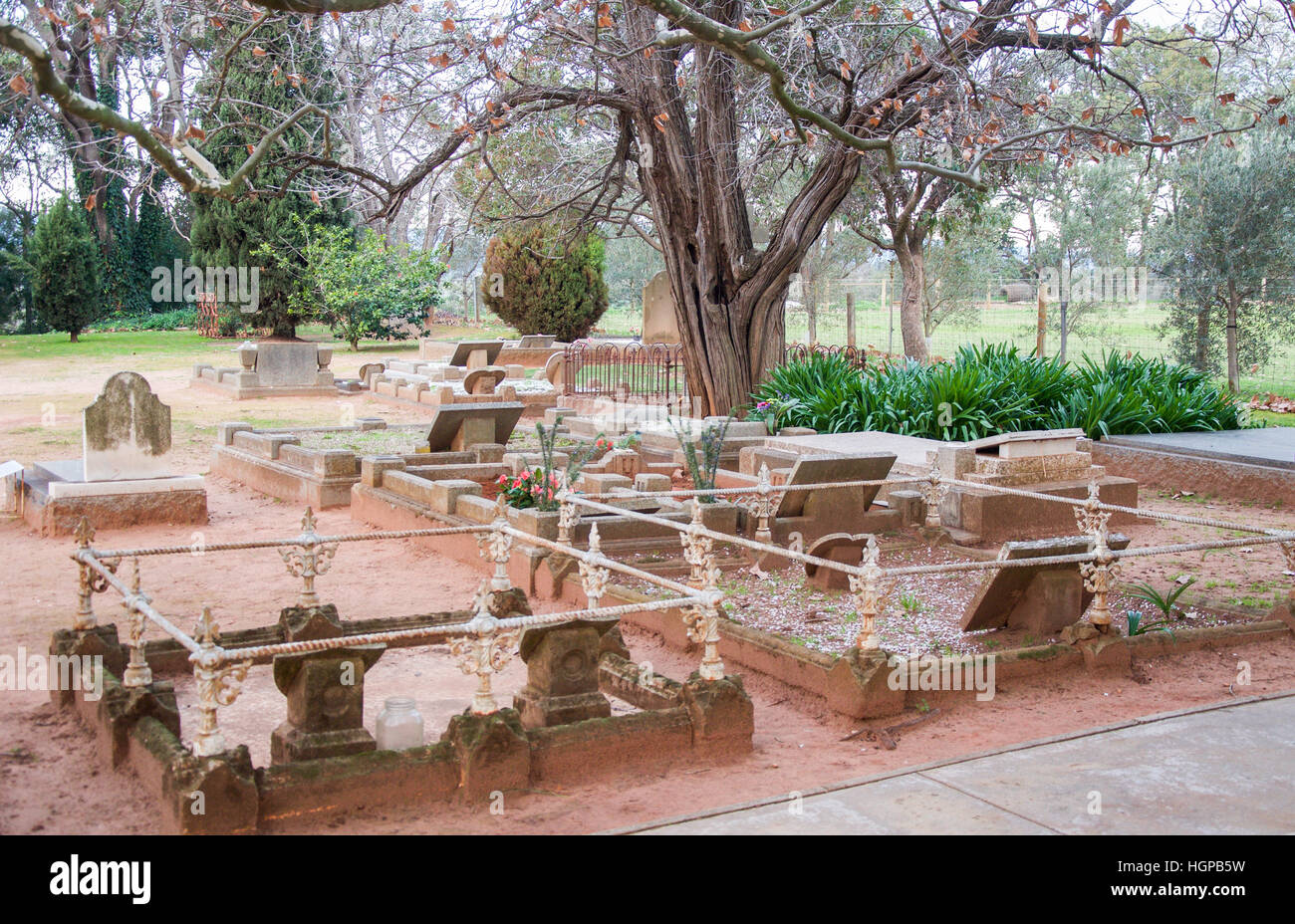 Rear view of graveyard surrounding tree trunk at All Saints Church ...