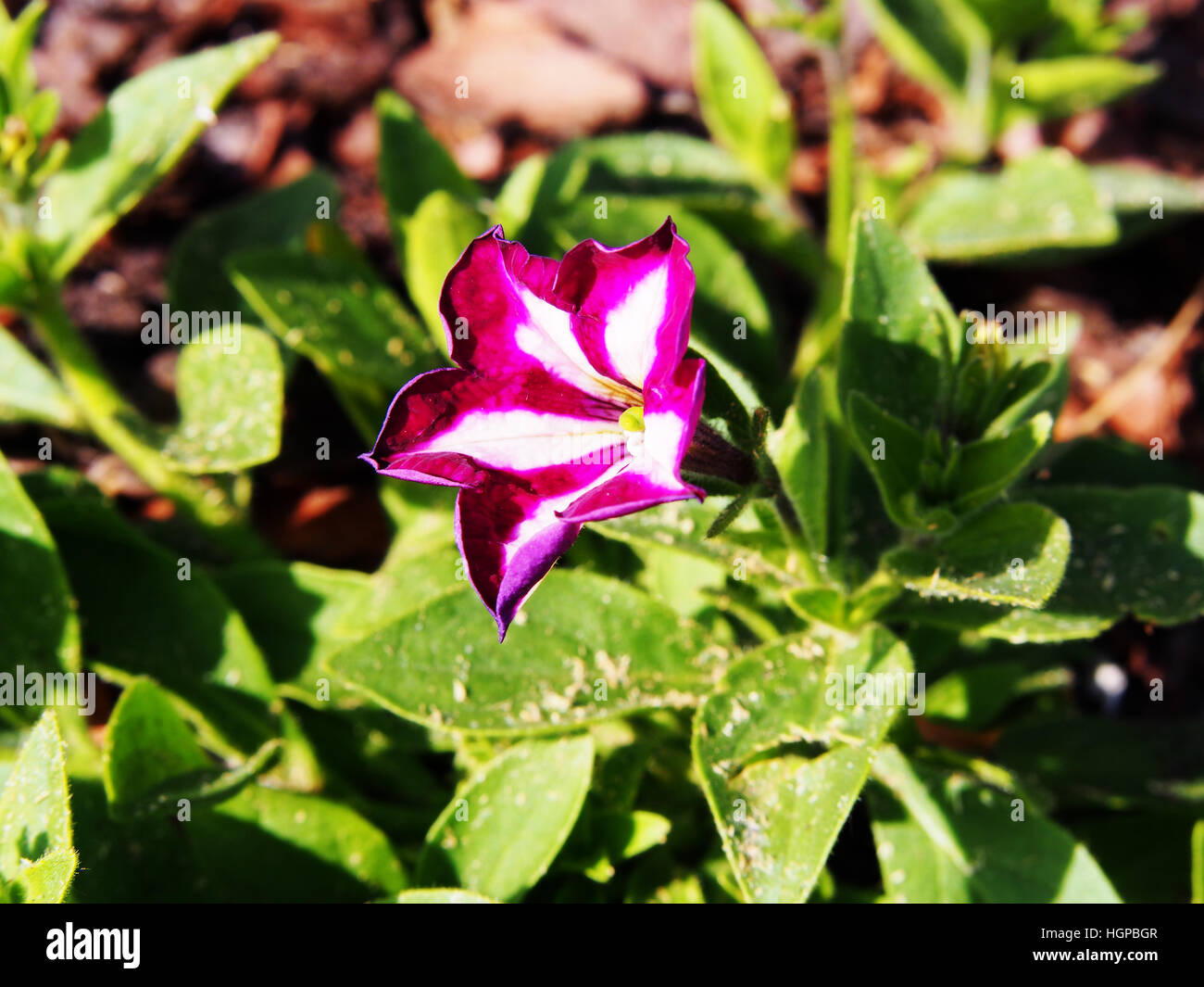 Beautiful star petunias in the summer garden Stock Photo - Alamy