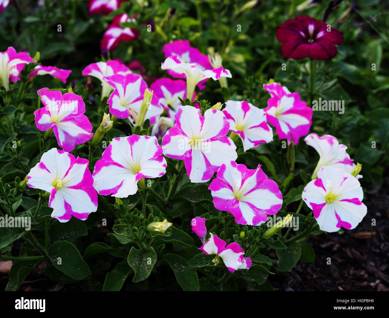 Beautiful star petunias in the summer garden Stock Photo - Alamy