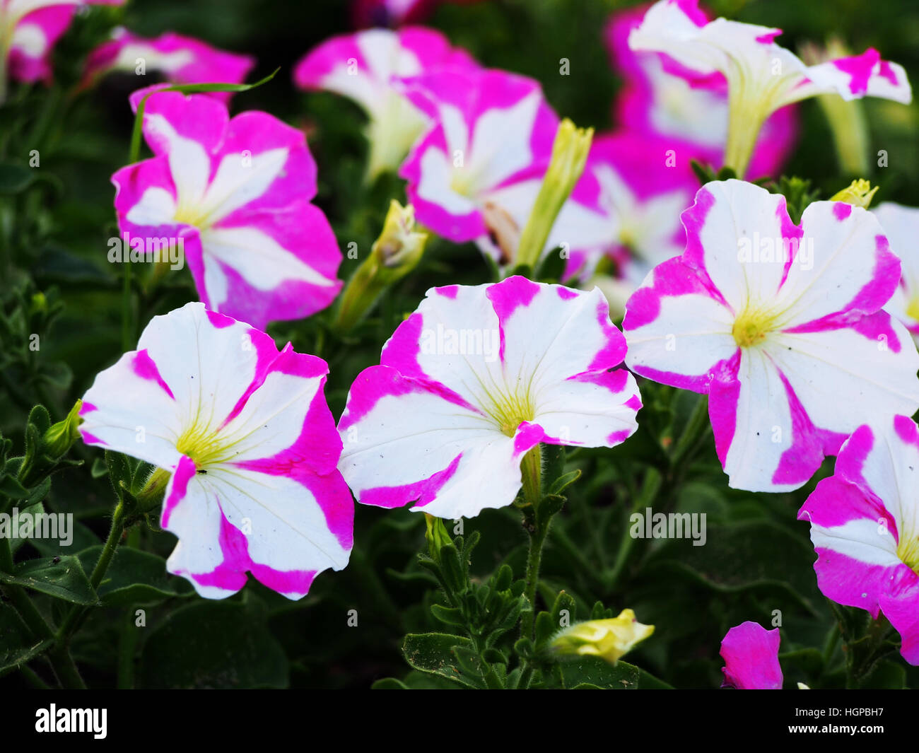 Beautiful star petunias in the summer garden Stock Photo - Alamy