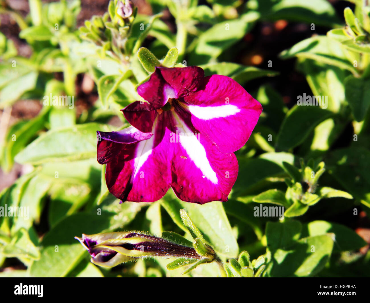 Beautiful star petunias in the summer garden Stock Photo - Alamy