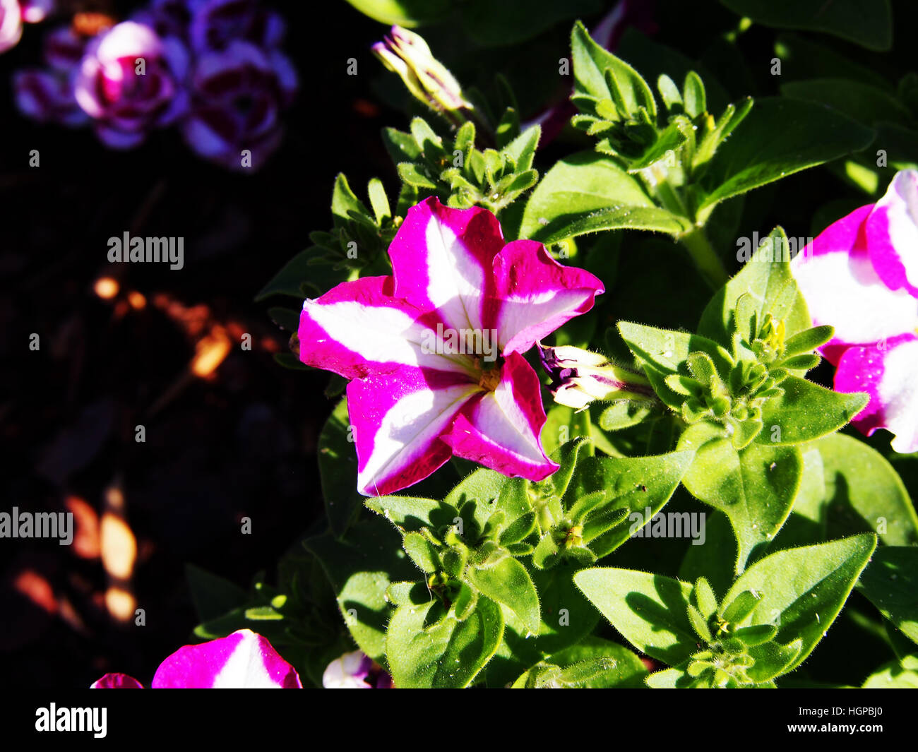 Beautiful star petunias in the summer garden Stock Photo - Alamy