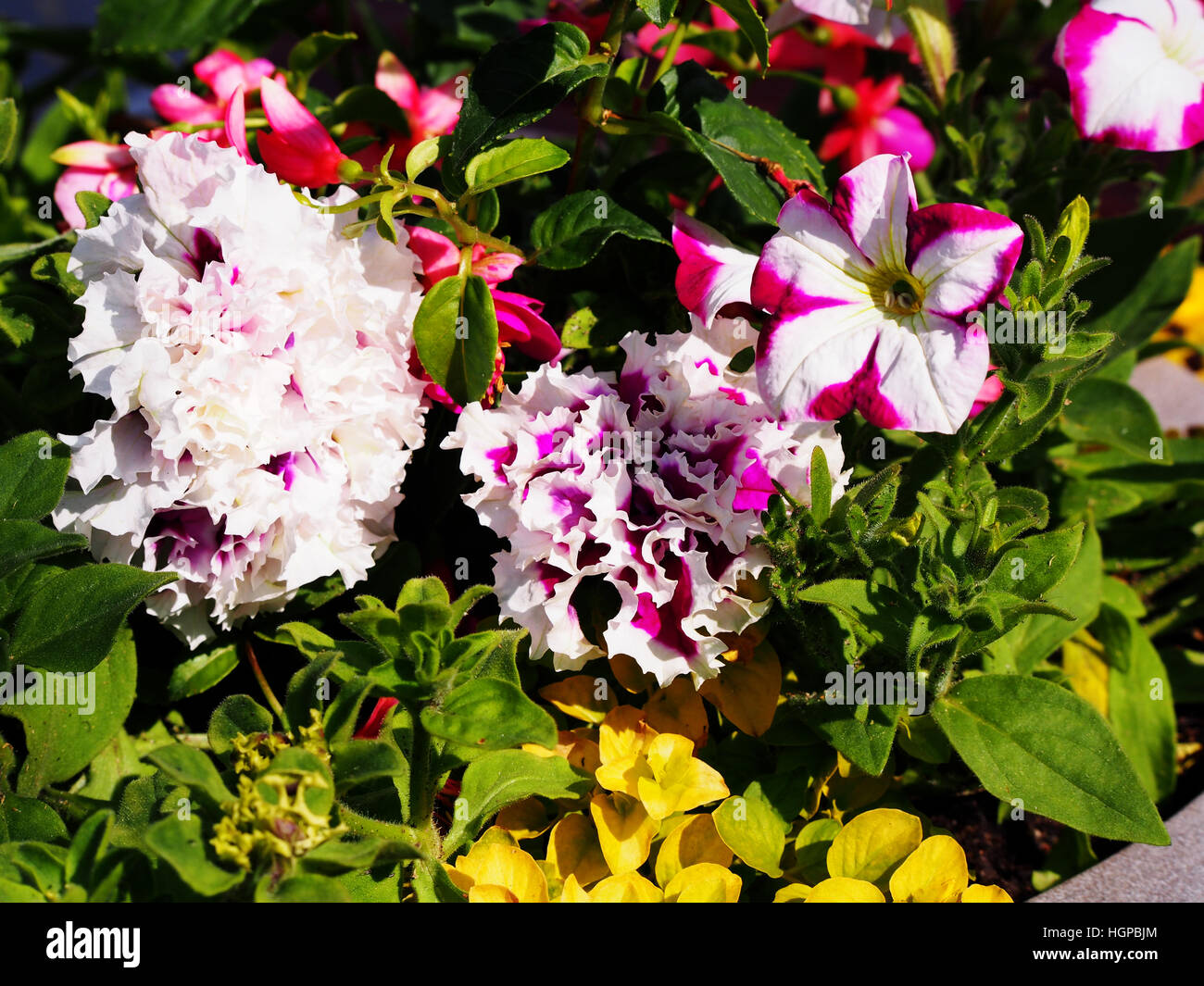 Full double flowers hi-res stock photography and images - Alamy