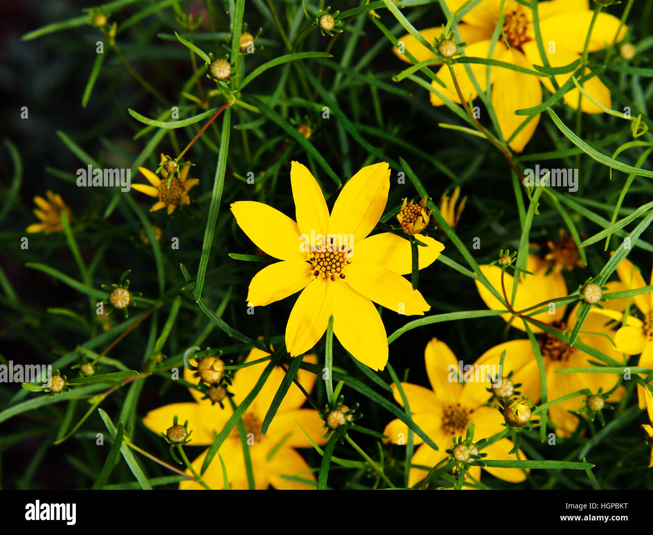 Coreopsis verticillata 'Zagreb' - whorled tickseed Stock Photo - Alamy