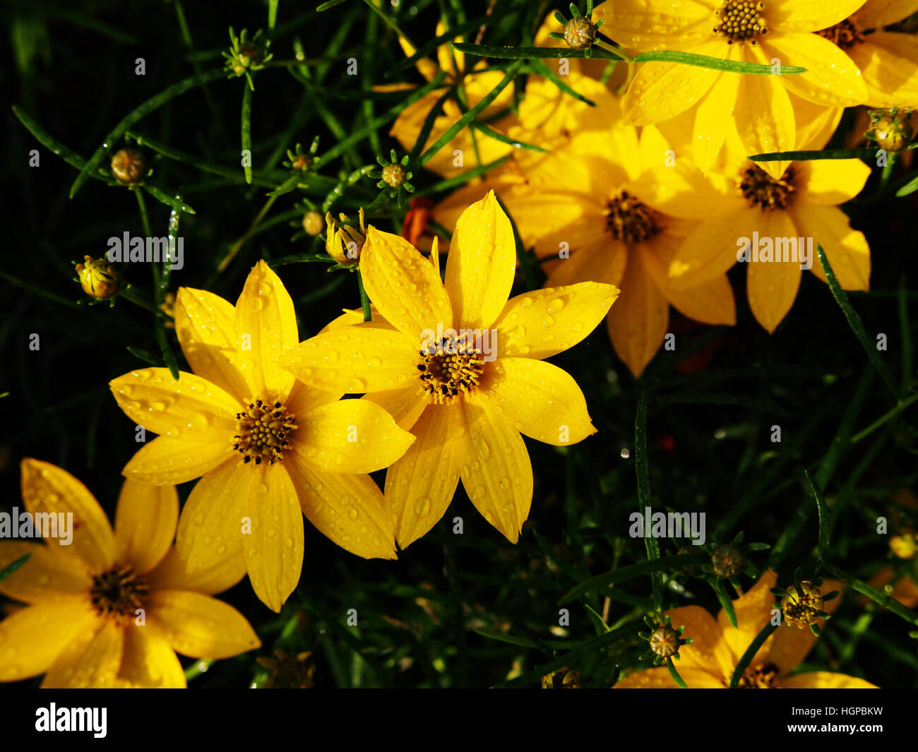Coreopsis verticillata 'Zagreb' - whorled tickseed Stock Photo - Alamy