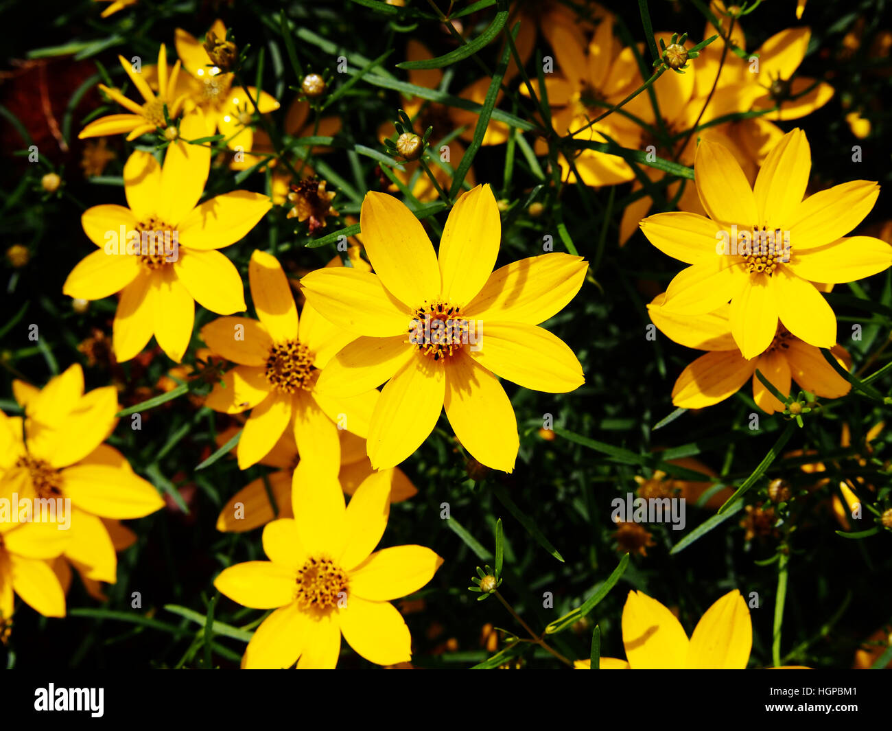 Coreopsis verticillata 'Zagreb' - whorled tickseed Stock Photo - Alamy