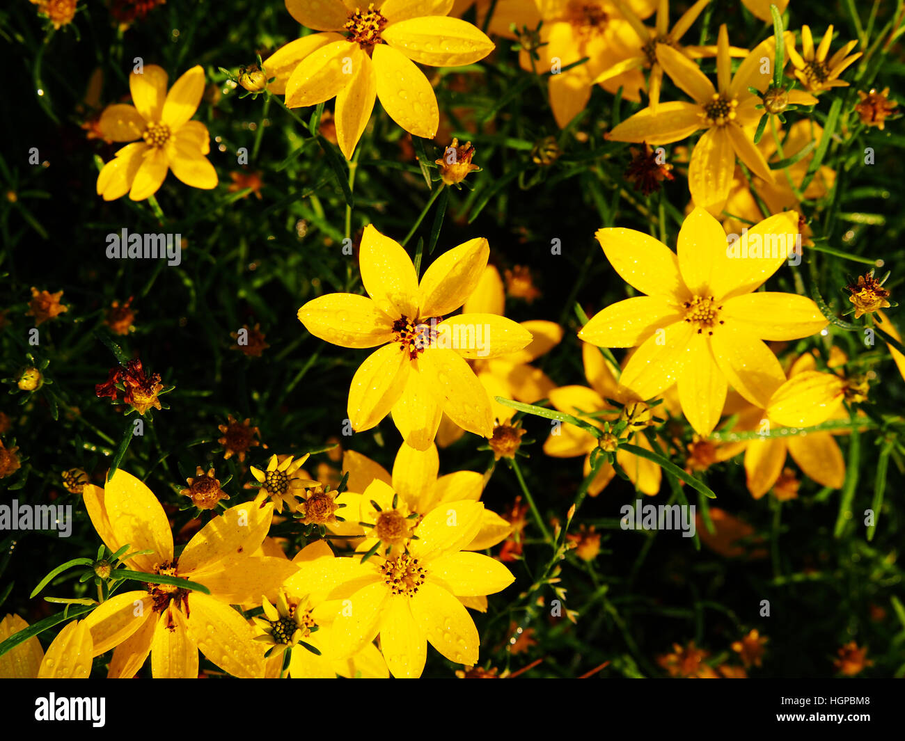 Coreopsis verticillata 'Zagreb' - whorled tickseed Stock Photo - Alamy