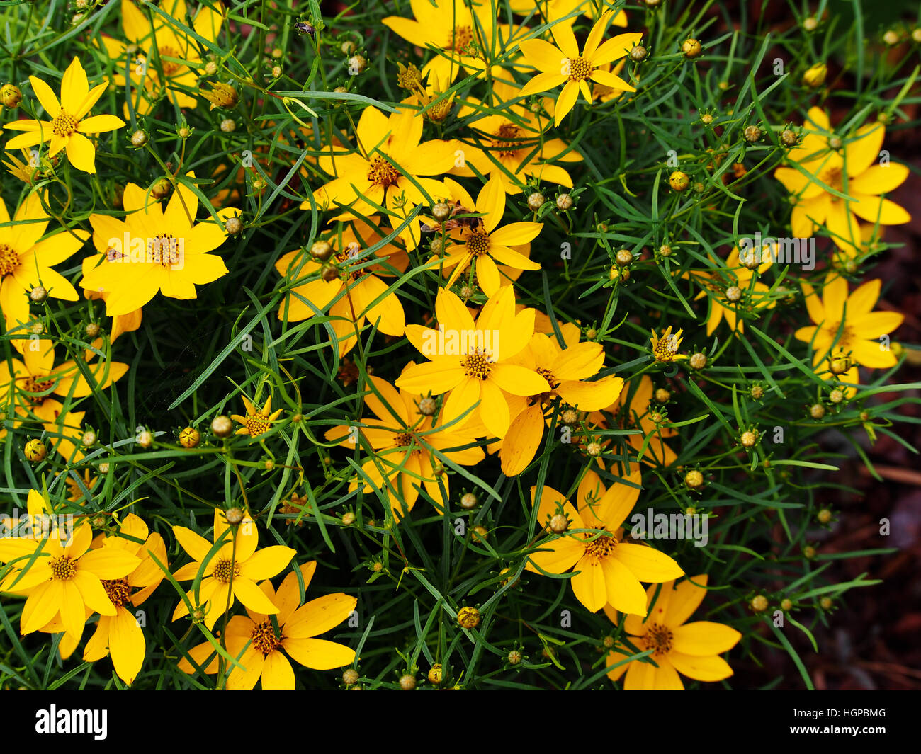 Coreopsis verticillata 'Zagreb' - whorled tickseed Stock Photo - Alamy