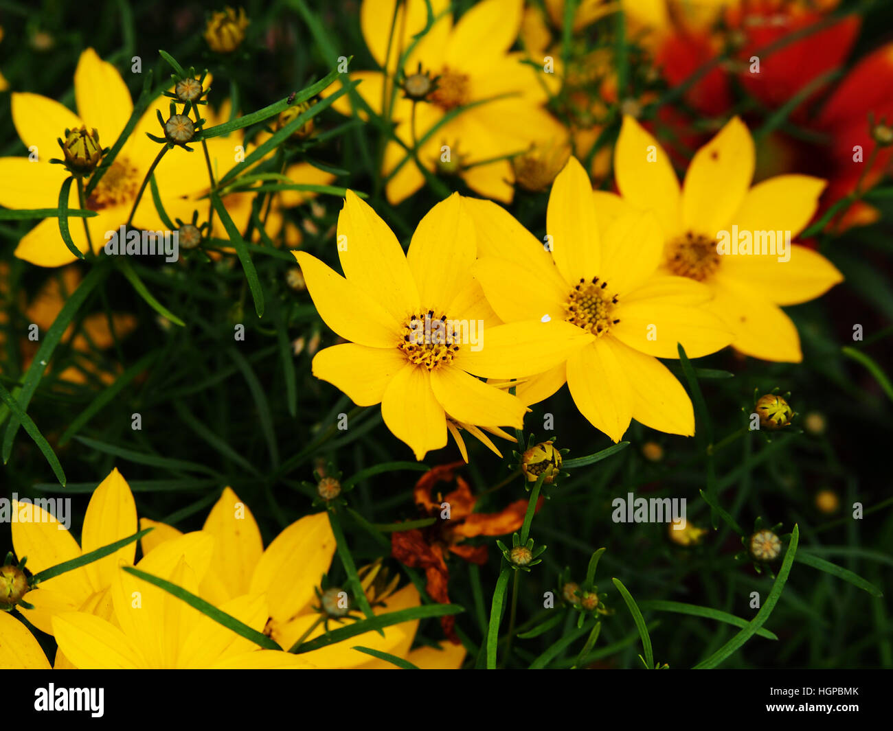 Coreopsis verticillata 'Zagreb' - whorled tickseed Stock Photo - Alamy