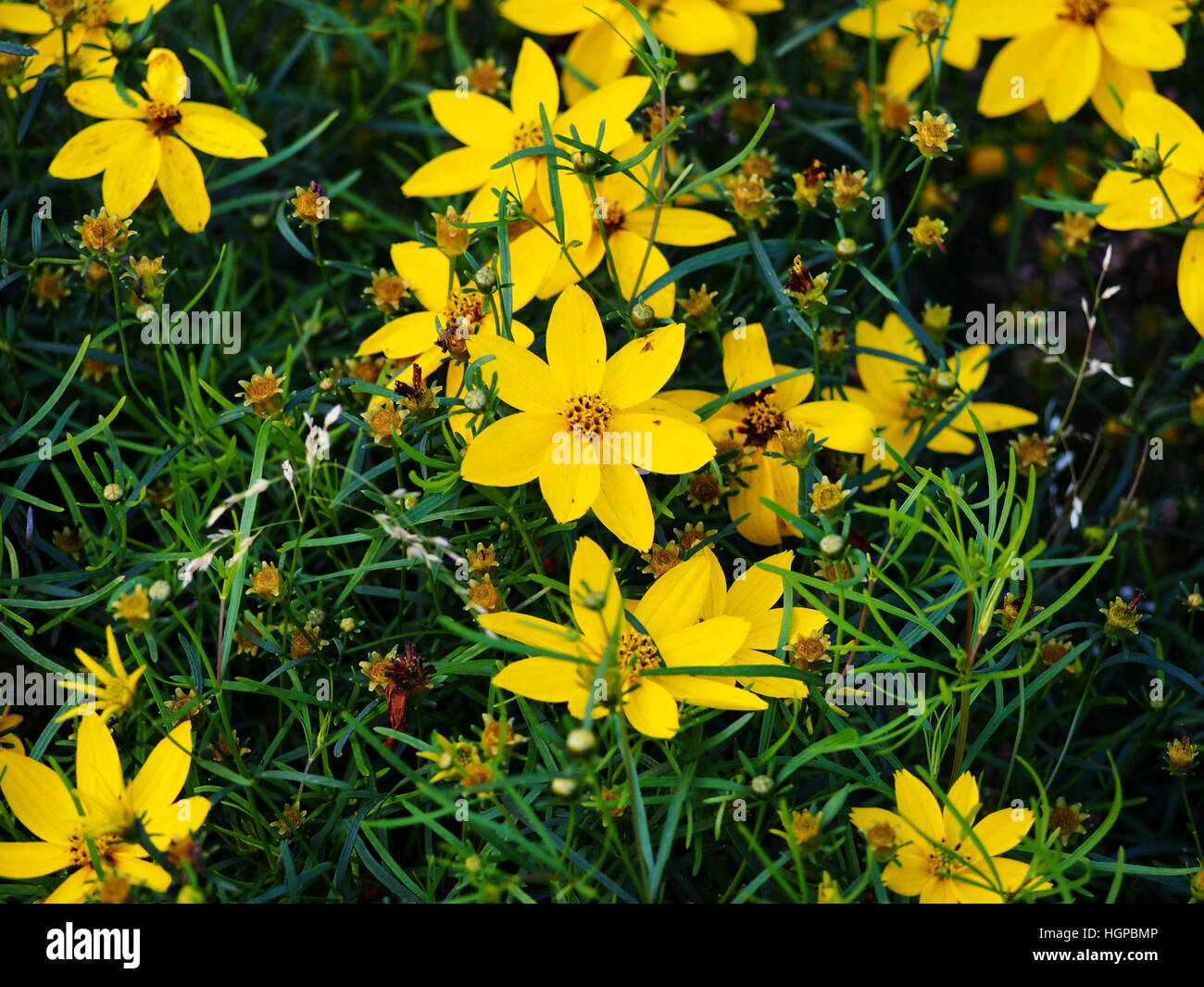 Coreopsis verticillata 'Zagreb' - whorled tickseed Stock Photo - Alamy