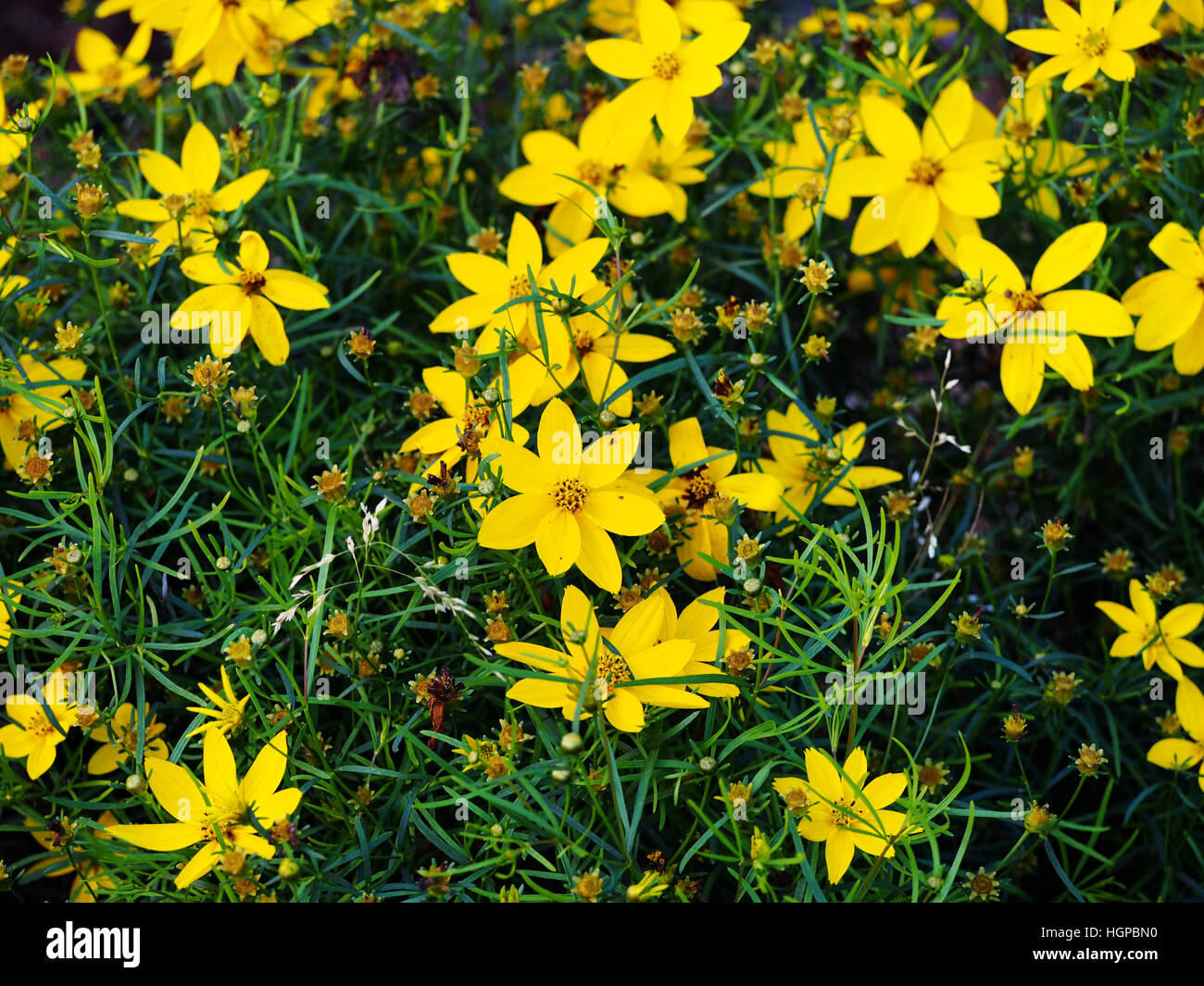 Coreopsis verticillata 'Zagreb' - whorled tickseed Stock Photo - Alamy