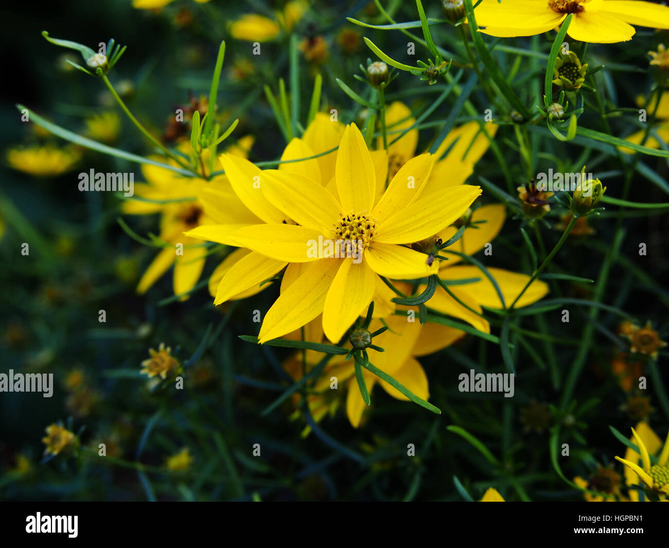 Coreopsis verticillata 'Zagreb' - whorled tickseed Stock Photo - Alamy