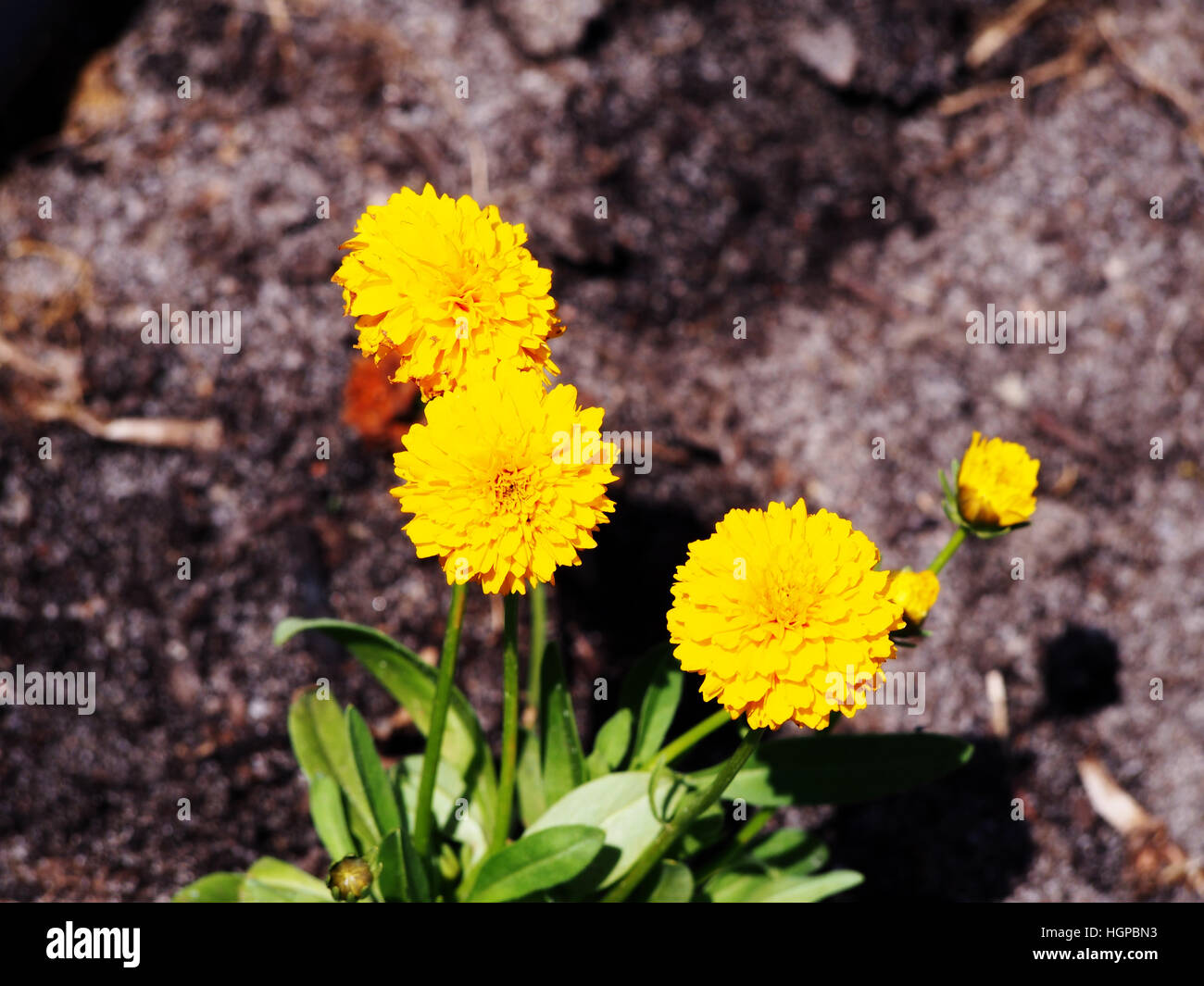 Coreopsis grandiflora Solanna Golden Sphere - Golden Ball - tickseed ...