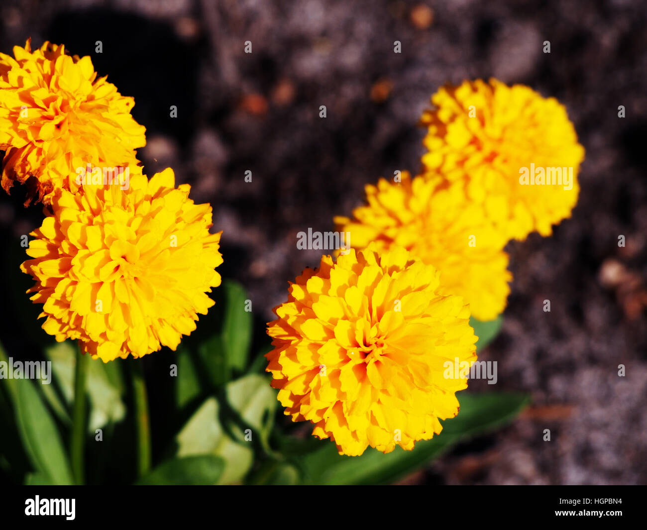 Coreopsis grandiflora Solanna Golden Sphere - Golden Ball - tickseed ...