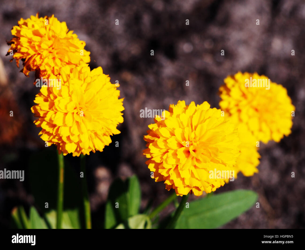 Coreopsis grandiflora Solanna Golden Sphere - Golden Ball - tickseed ...