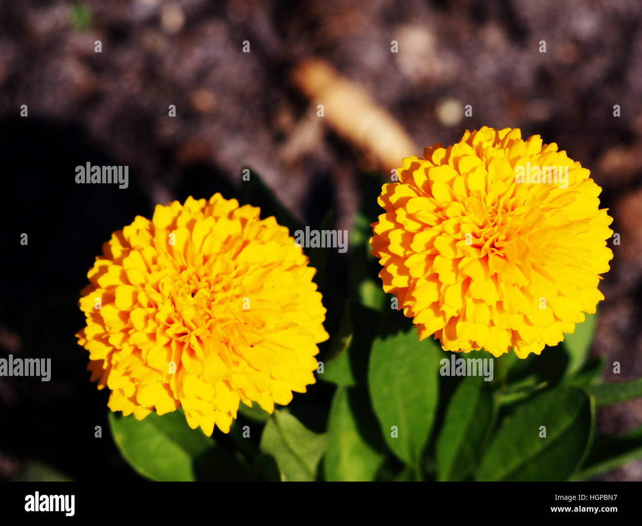 Coreopsis grandiflora Solanna Golden Sphere - Golden Ball - tickseed ...
