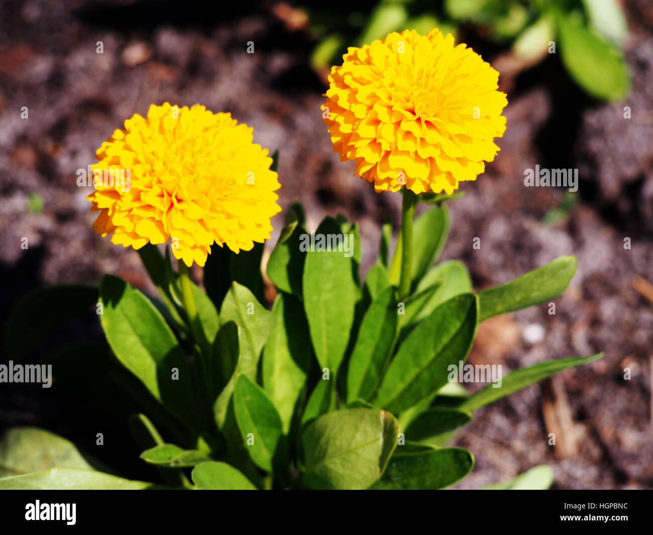 Coreopsis grandiflora Solanna Golden Sphere - Golden Ball - tickseed ...