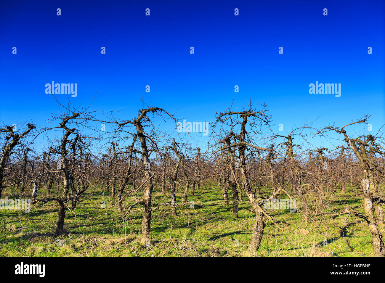 Withered tree hi-res stock photography and images - Alamy