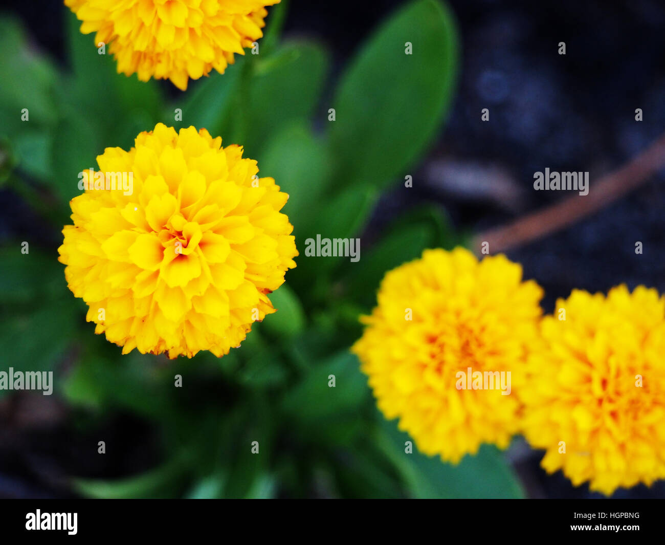 Coreopsis grandiflora Solanna Golden Sphere - Golden Ball - tickseed ...
