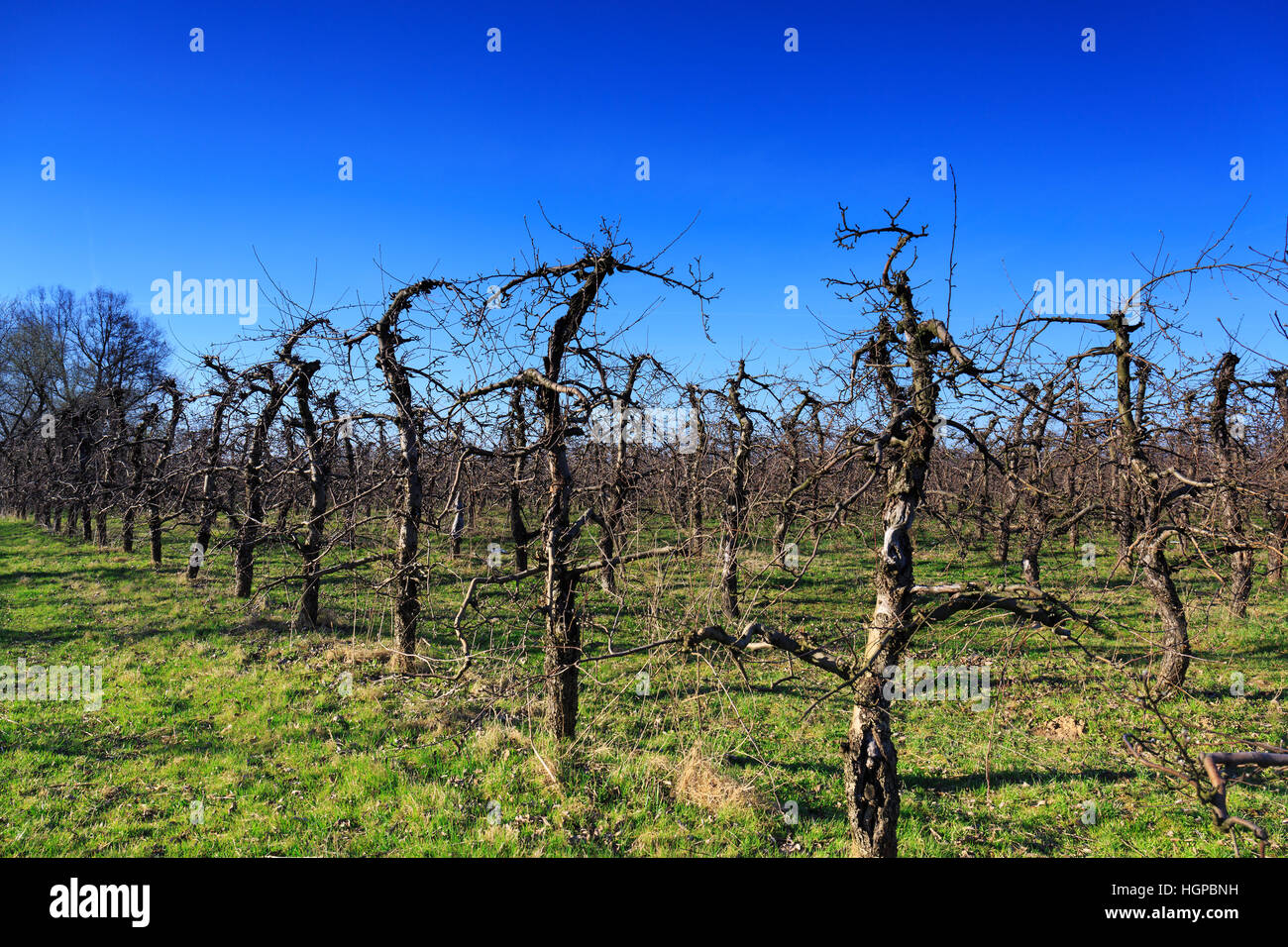 Withered tree hi-res stock photography and images - Alamy