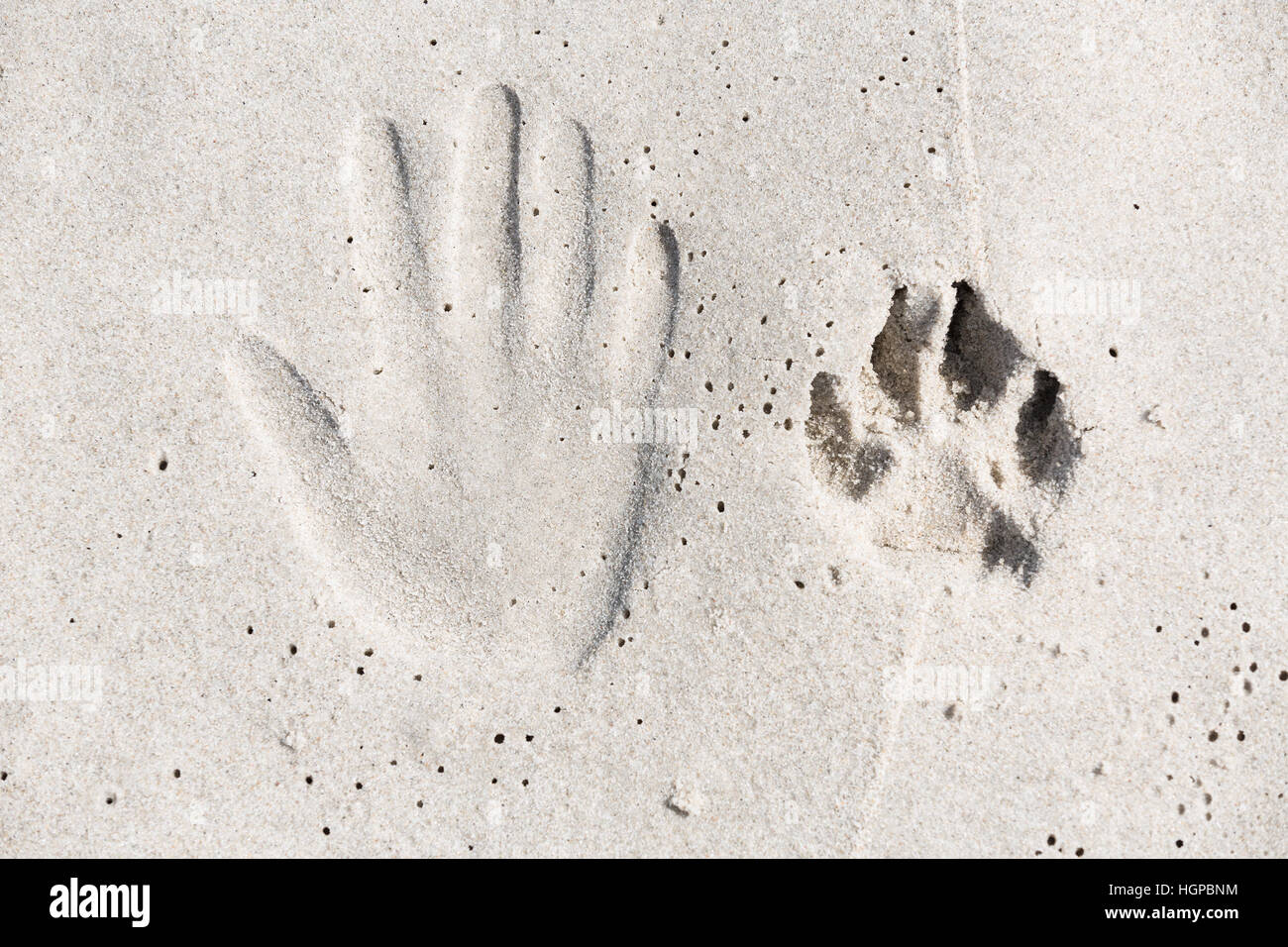 Human hand and paw hi-res stock photography and images - Alamy