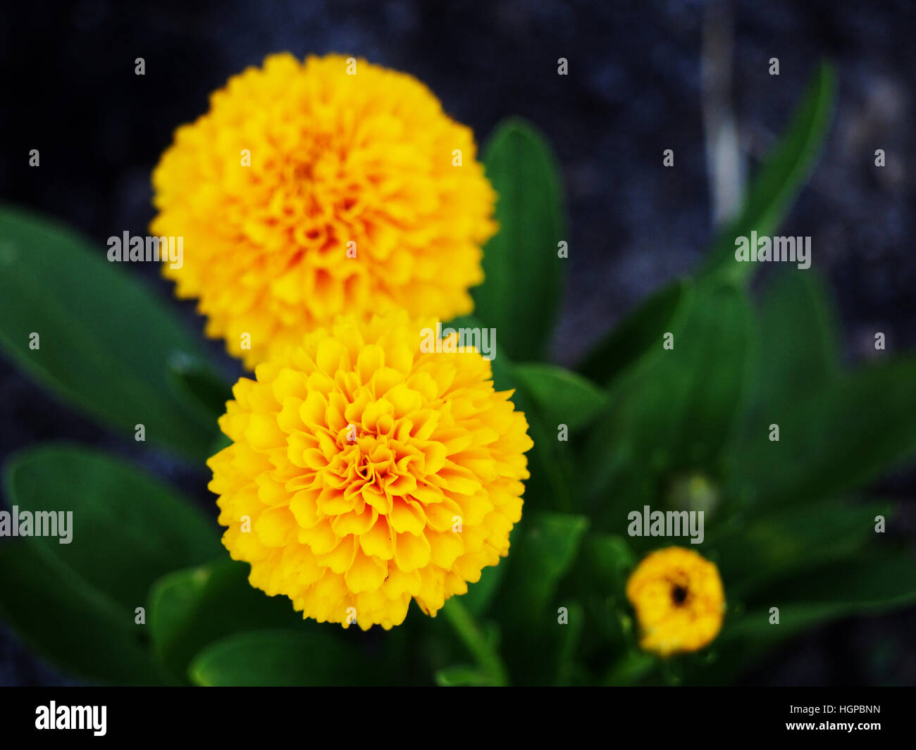 Coreopsis grandiflora Solanna Golden Sphere - Golden Ball - tickseed ...
