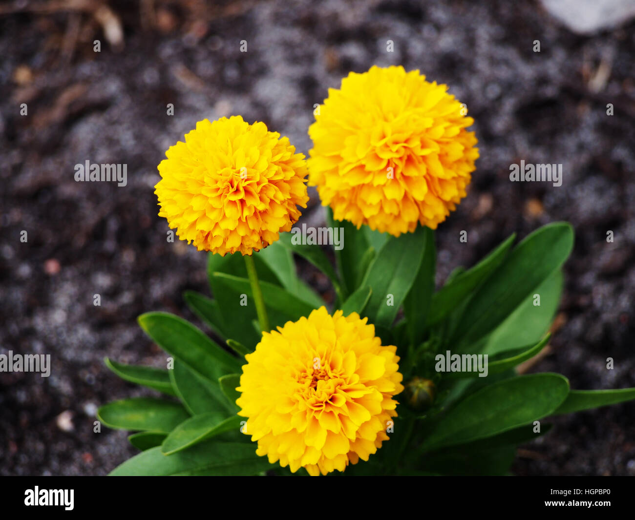 Coreopsis Grandiflora Solanna Golden Sphere