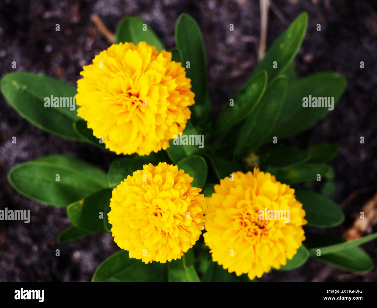 Coreopsis grandiflora Solanna Golden Sphere - Golden Ball - tickseed ...