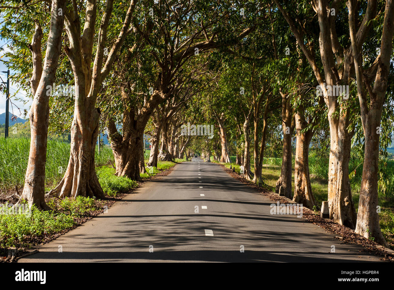 Road lined trees in mauritius hi-res stock photography and images - Alamy