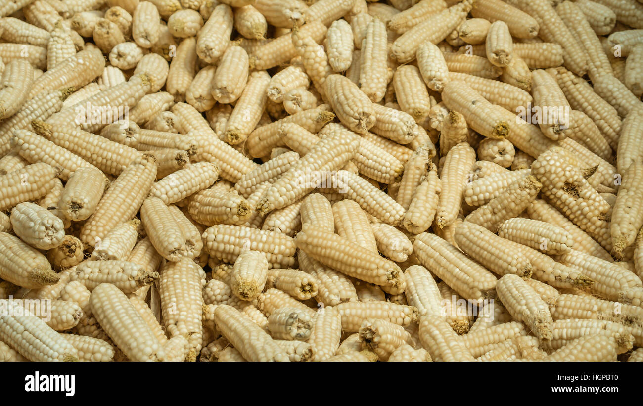 A lot of corn on the ground Stock Photo - Alamy