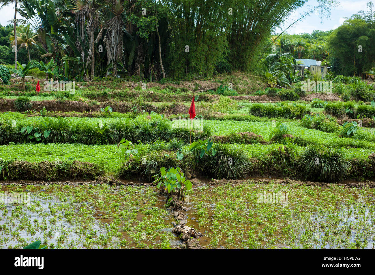 Watercress field in Le Val, Mauritius Stock Photo - Alamy