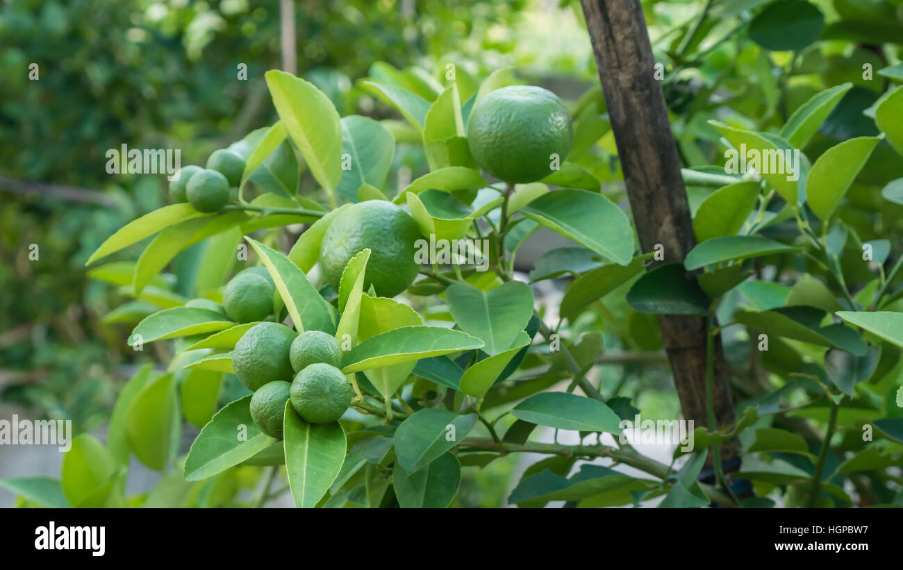 Lime green tree hanging from the branches of it Stock Photo - Alamy