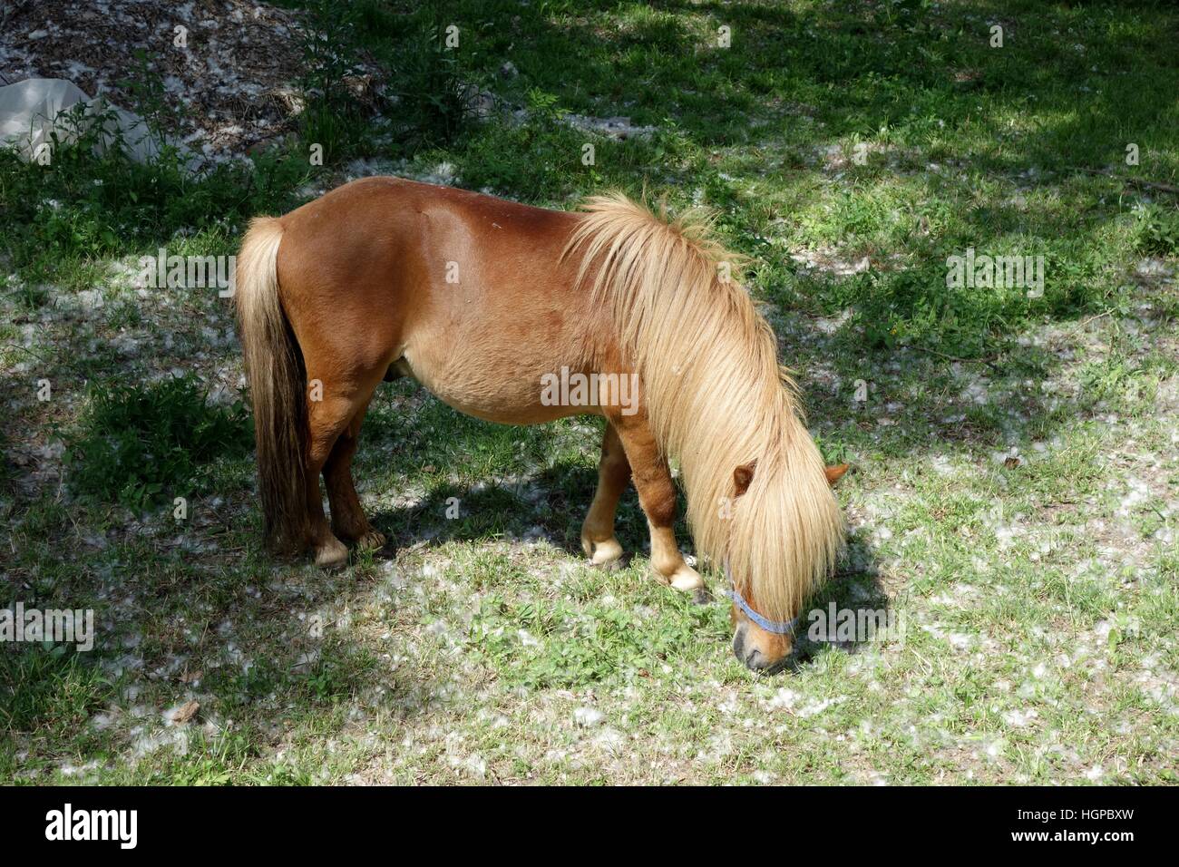 Pony horse eating grass Stock Photo - Alamy