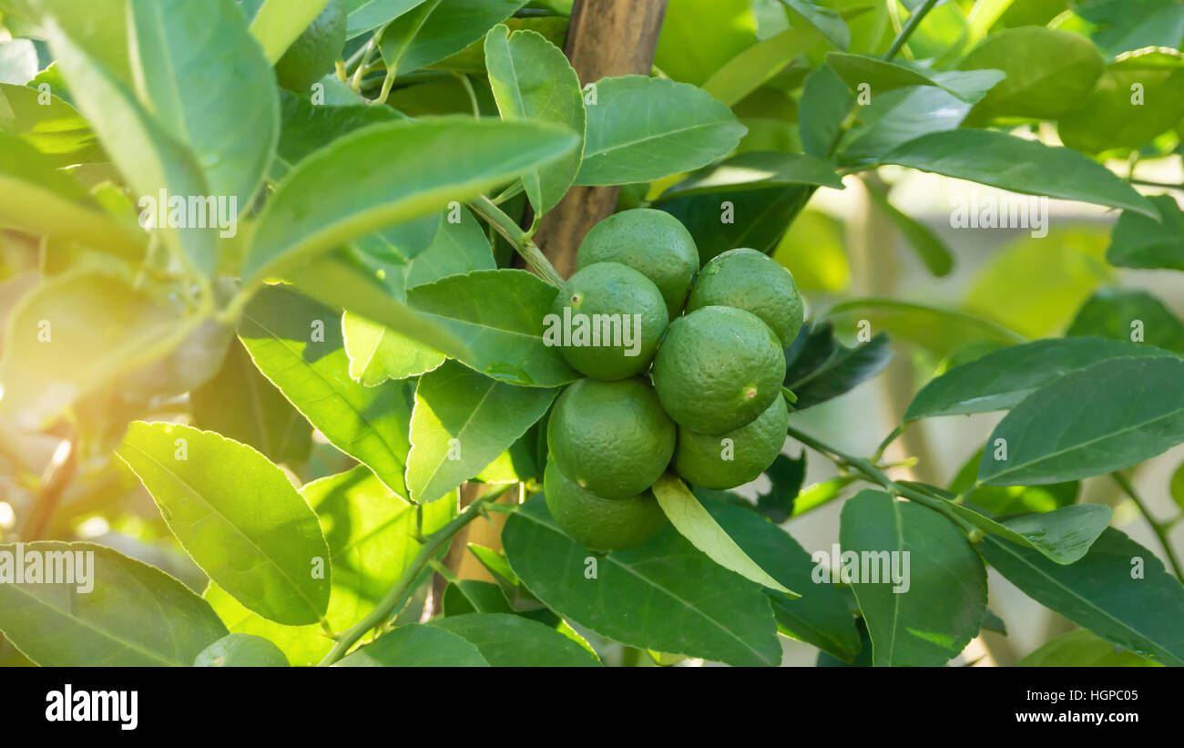 Lime green tree hanging from the branches of it Stock Photo - Alamy