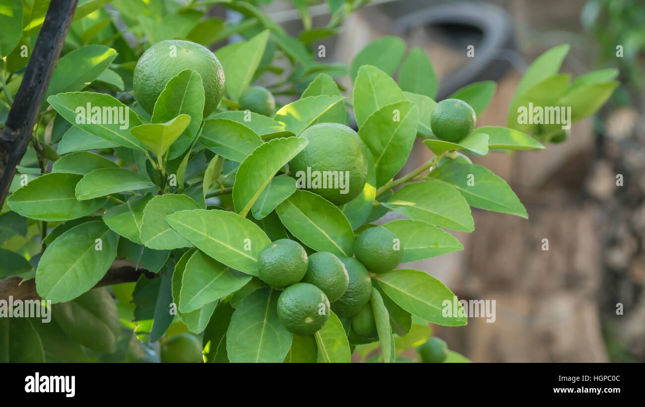 Lime green tree hanging from the branches of it Stock Photo - Alamy